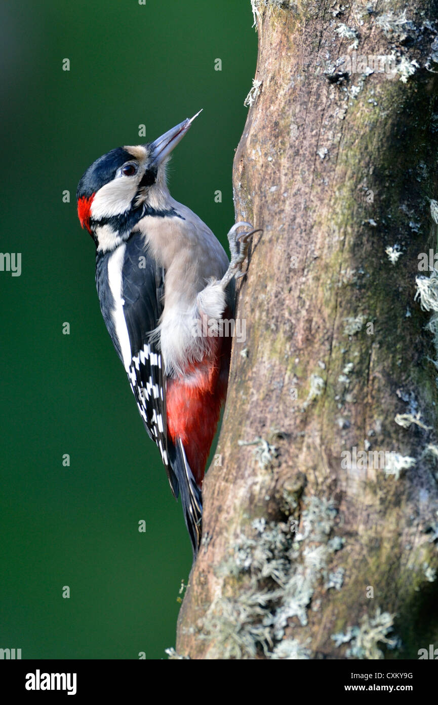 Great spotted woodpecker (Dendrocopos major Stock Photo - Alamy
