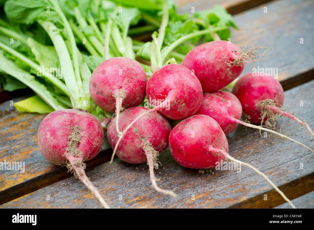 Radish garden hi-res stock photography and images - Alamy
