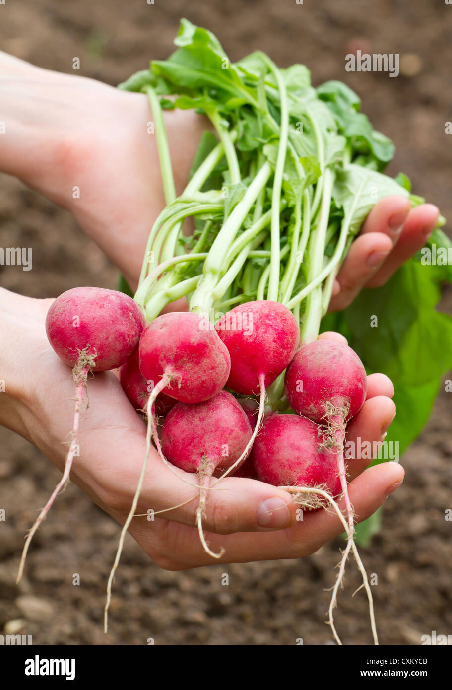 Fresh organic radish in woman's hand Stock Photo - Alamy