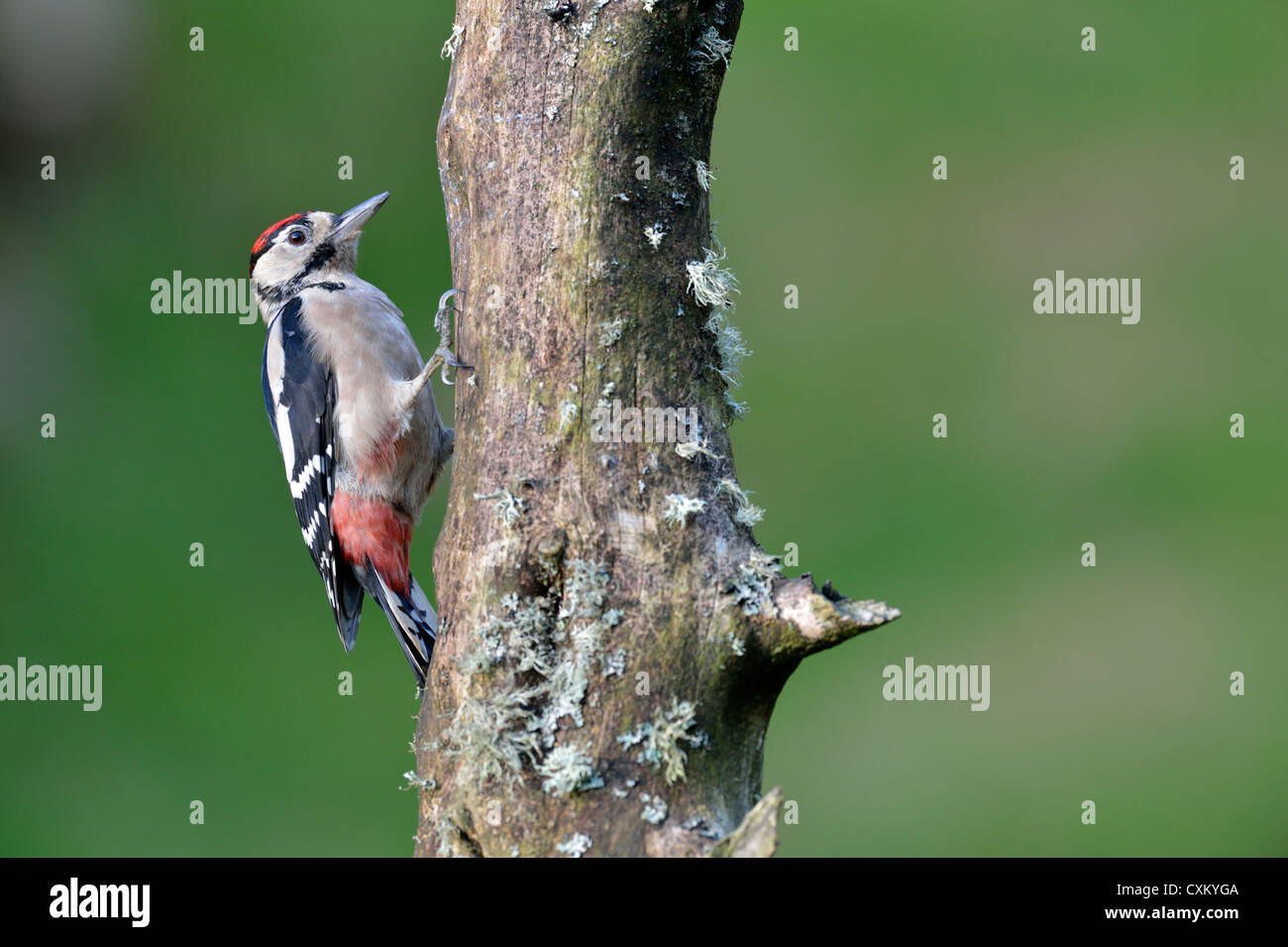 Great spotted woodpecker (Dendrocopos major Stock Photo - Alamy