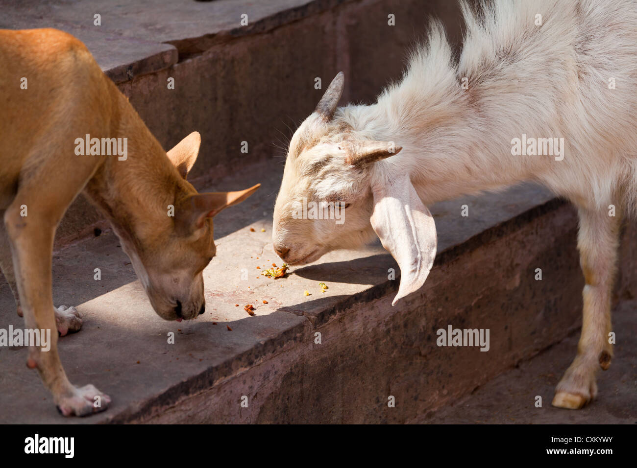 Dog and Goat on Stairway in Varanasi Stock Photo - Alamy