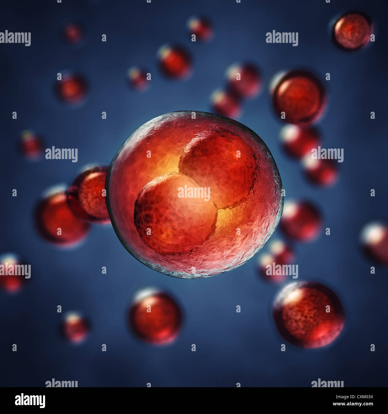 Two-cell embryo , 3d illustration Stock Photo - Alamy