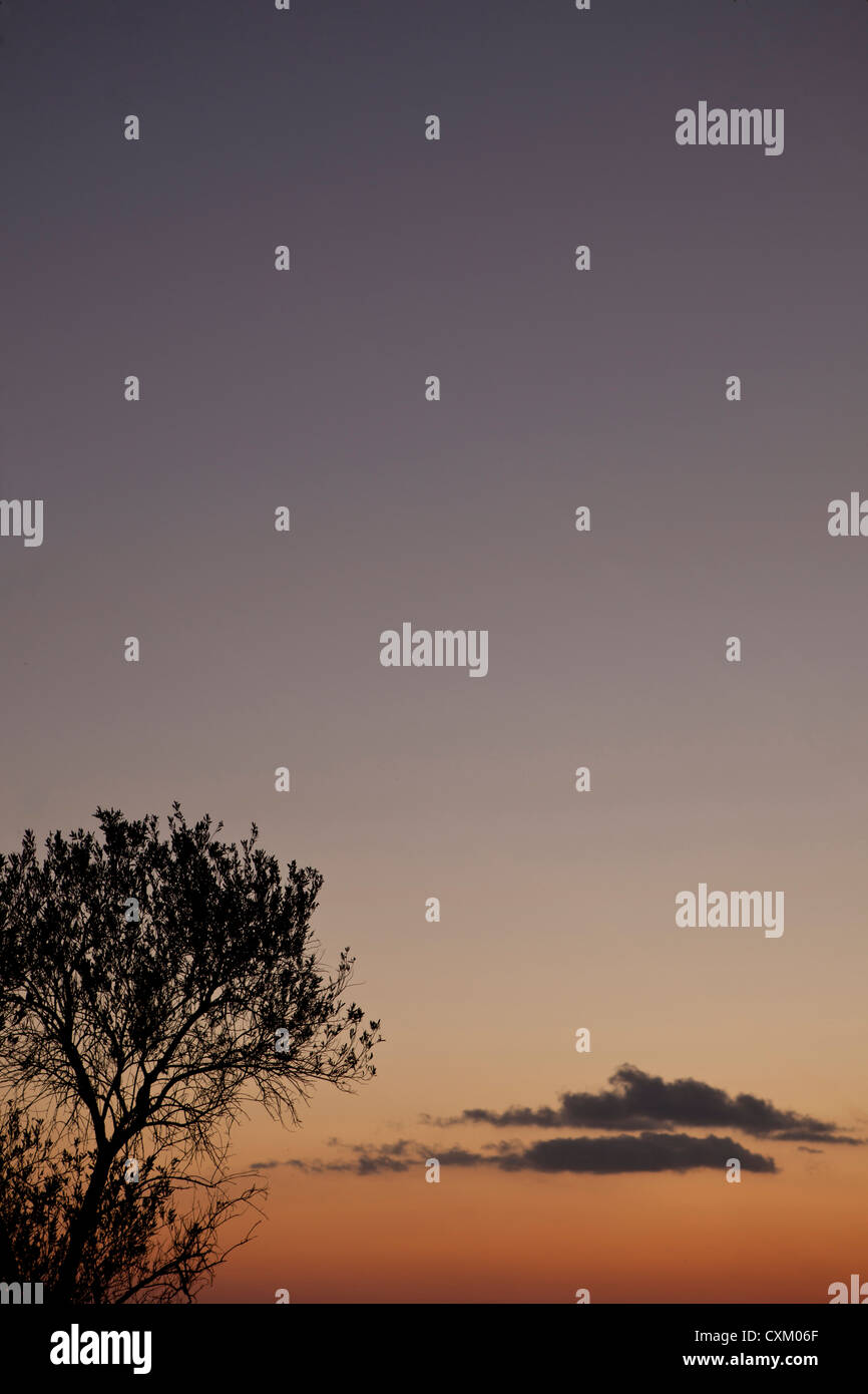 tree at sunset Stock Photo - Alamy