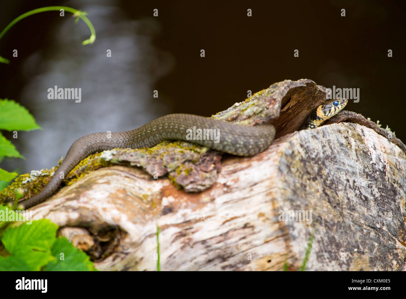 Black adder snake hi-res stock photography and images - Alamy