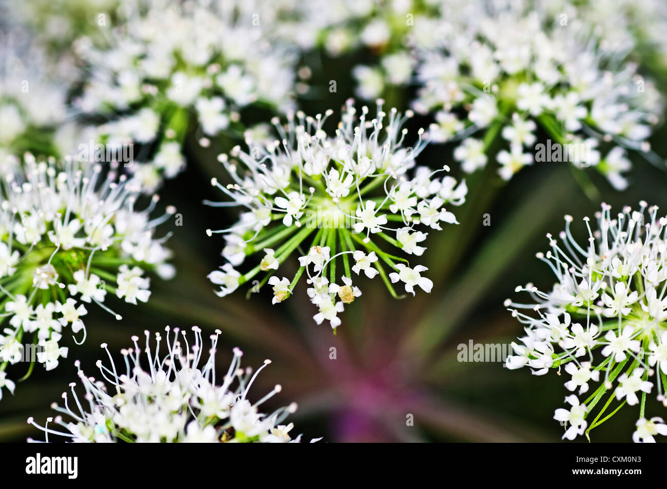 Angelica plant hi-res stock photography and images - Alamy
