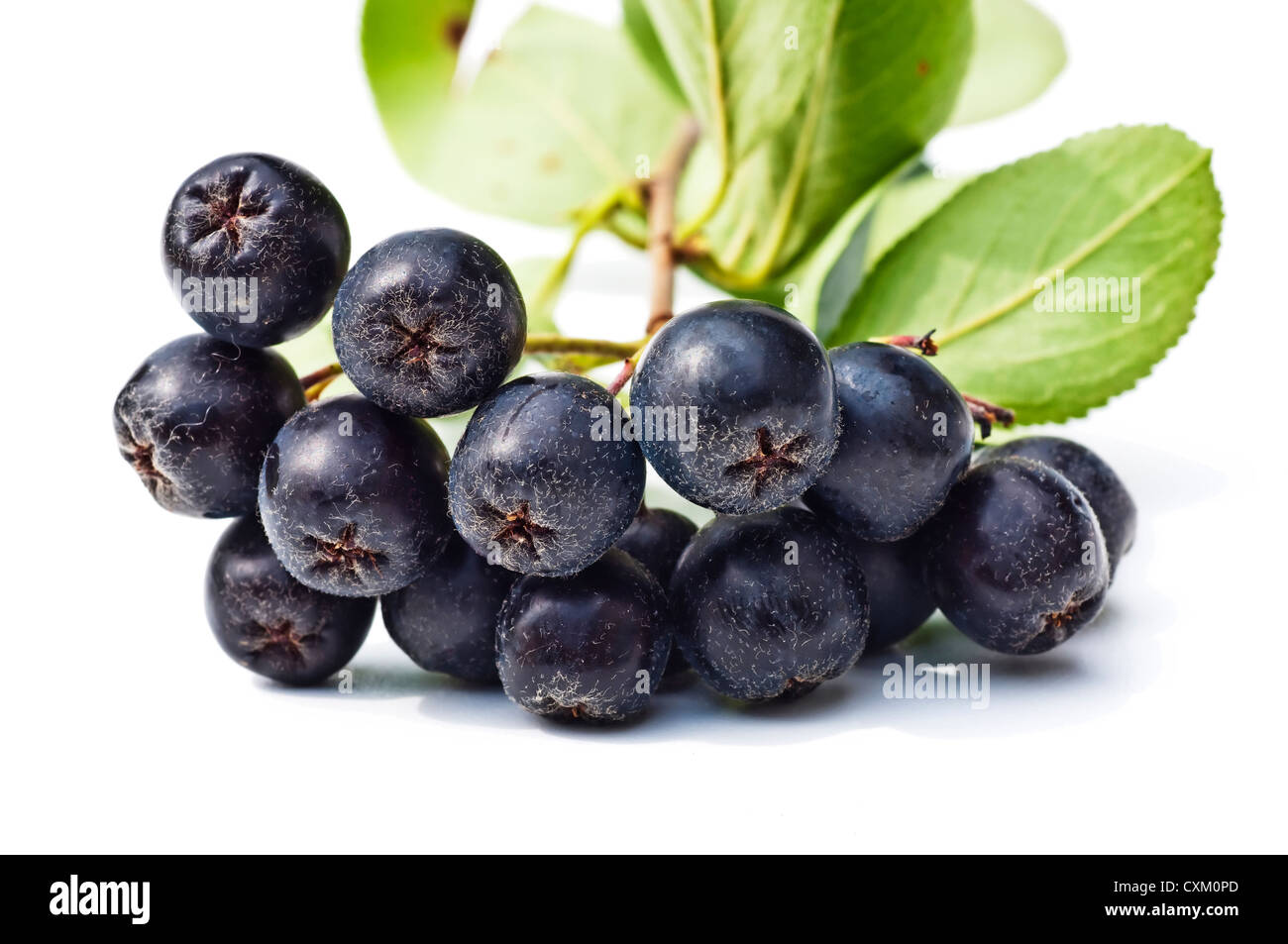 black chokeberry,Aronia melanocarpa Stock Photo - Alamy