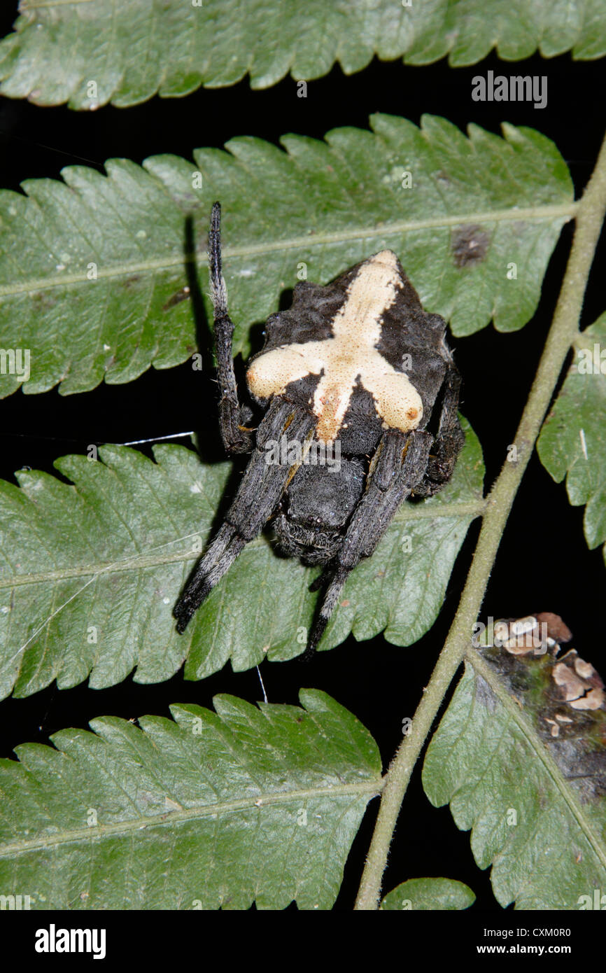 Orb-web spider female (Megaraneus gabonensis : Araneidae) in rainforest ...