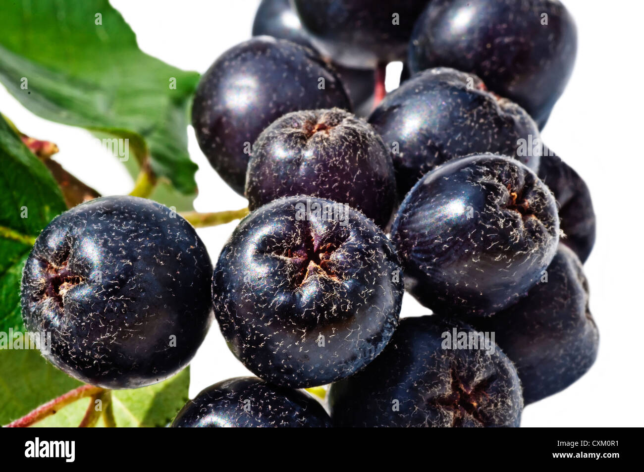 black chokeberry Aronia melanocarpa Stock Photo - Alamy