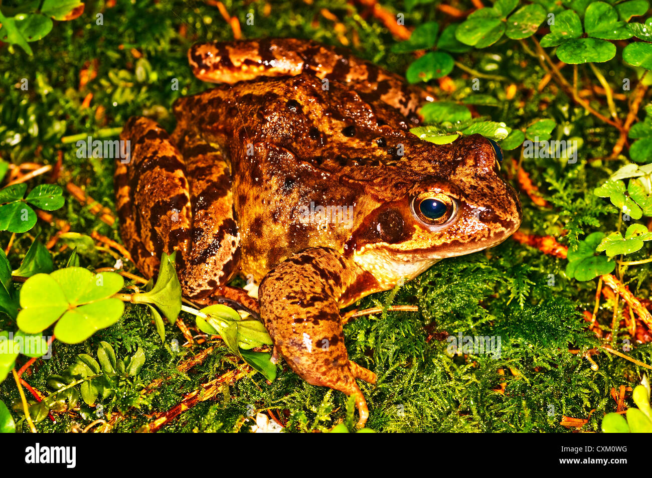 agile frog, Rana dalmatina Stock Photo - Alamy