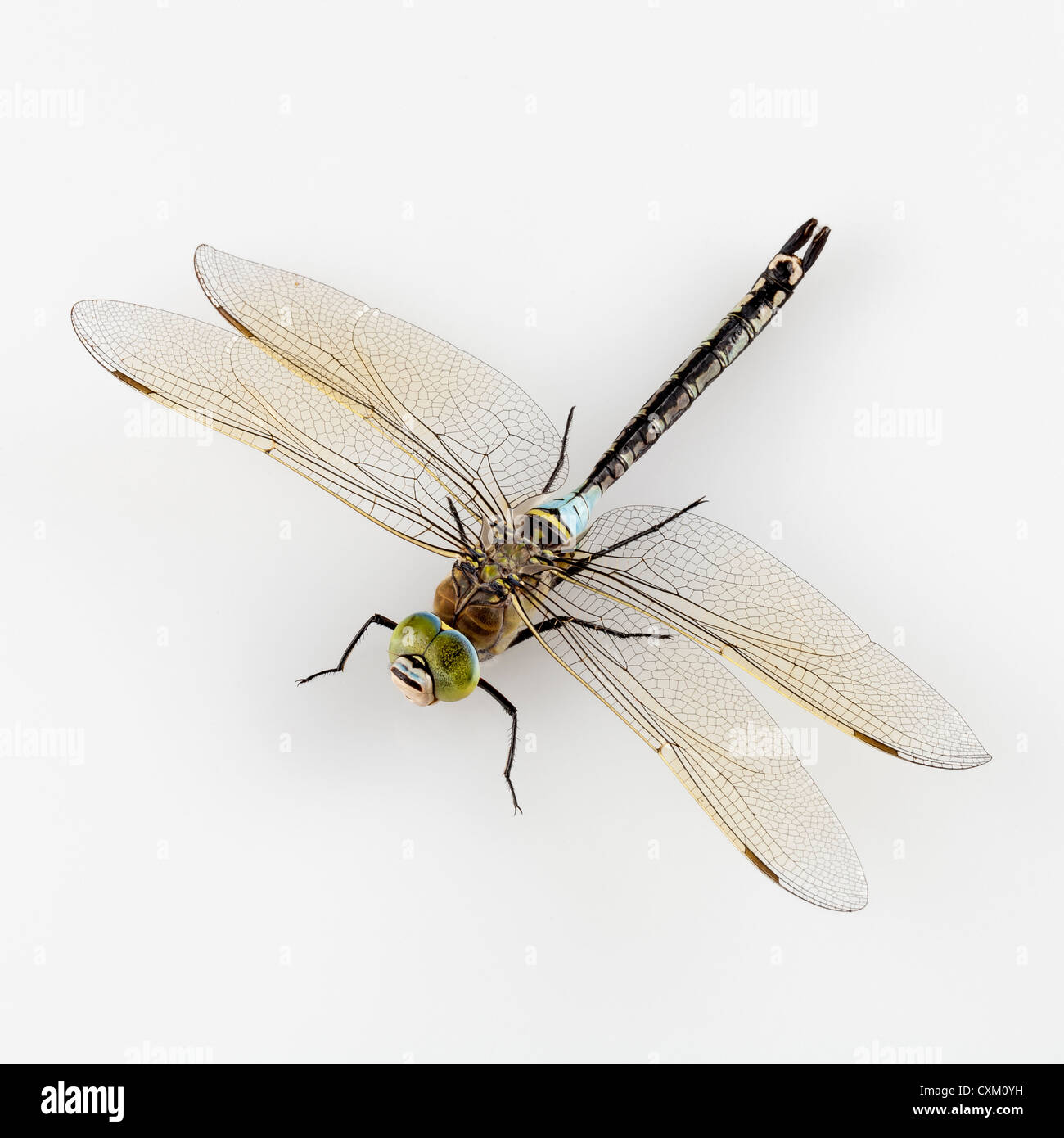 Anax parthenope on white hi-res stock photography and images - Alamy