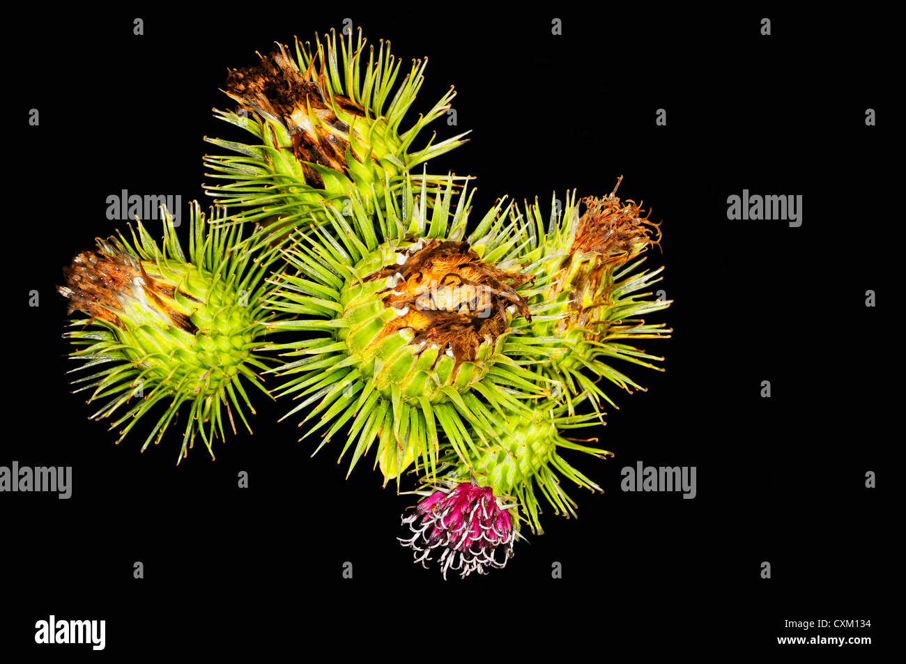 burdock, Arctium lappa Stock Photo - Alamy
