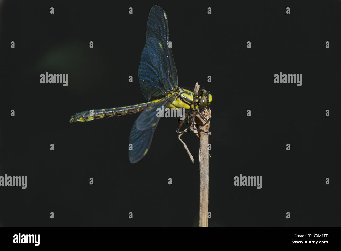 Club tailed dragonfly hi-res stock photography and images - Alamy