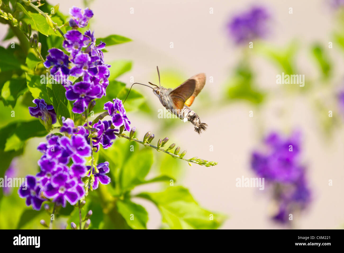 hummingbird hawk-moth hovering over a flower (Macroglossum stellatarum ...