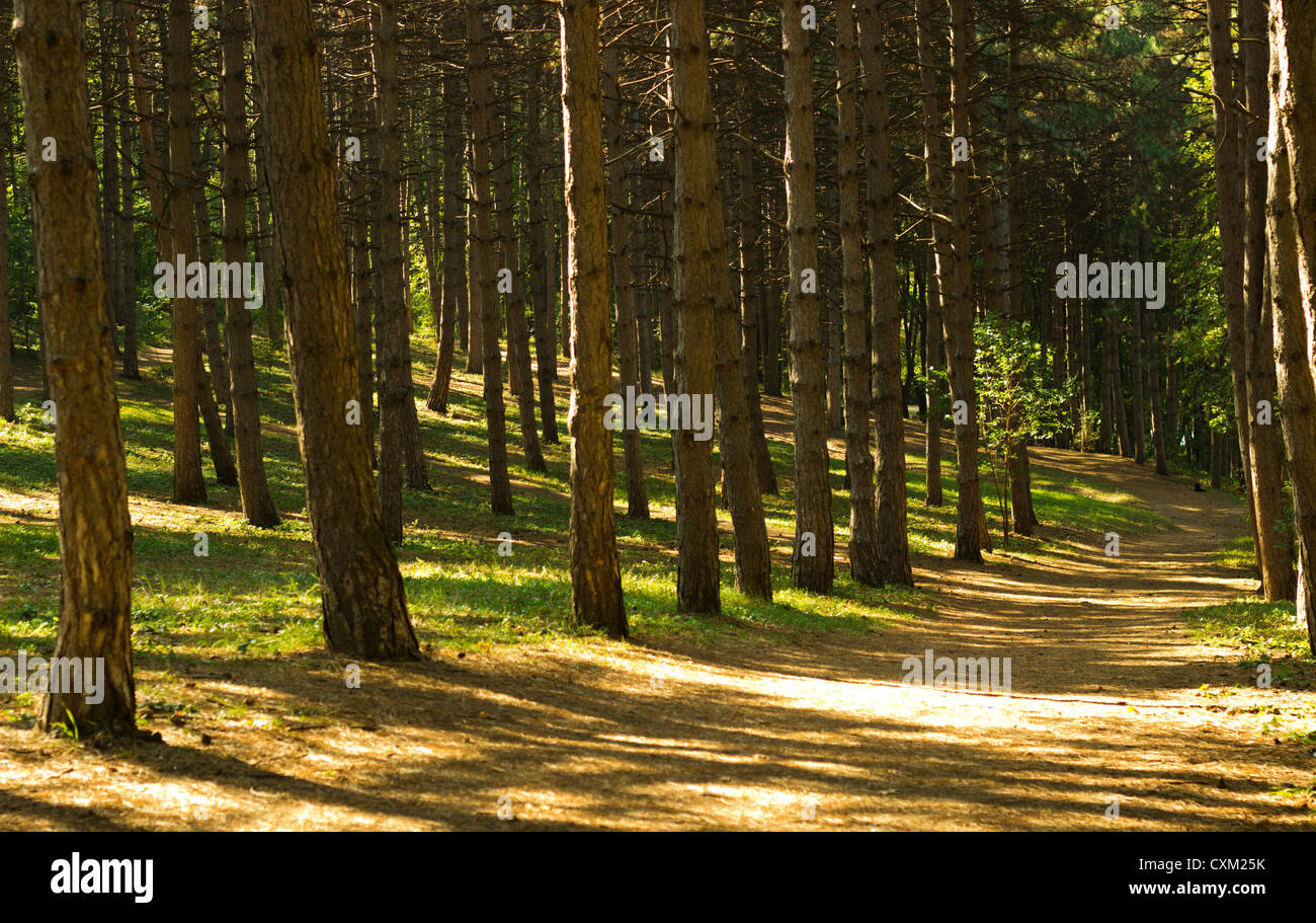nice peaceful image of path in the summer park Stock Photo - Alamy