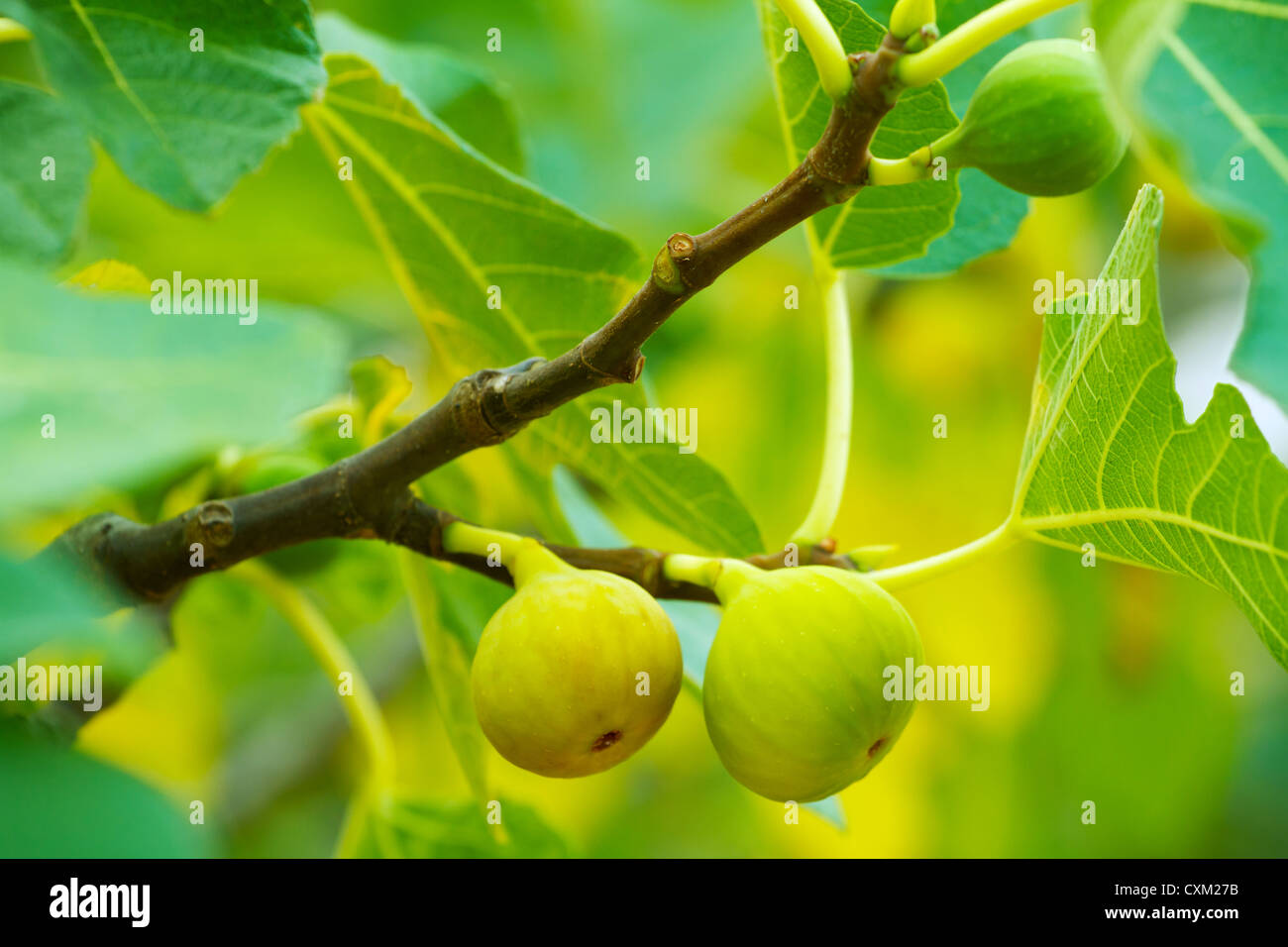 Figs on stem hi-res stock photography and images - Alamy