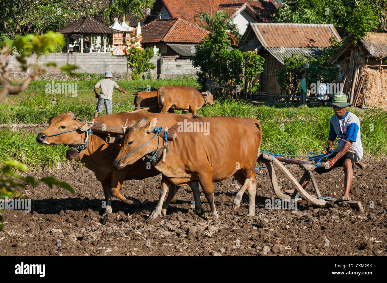 Ploughing with cows hi-res stock photography and images - Alamy