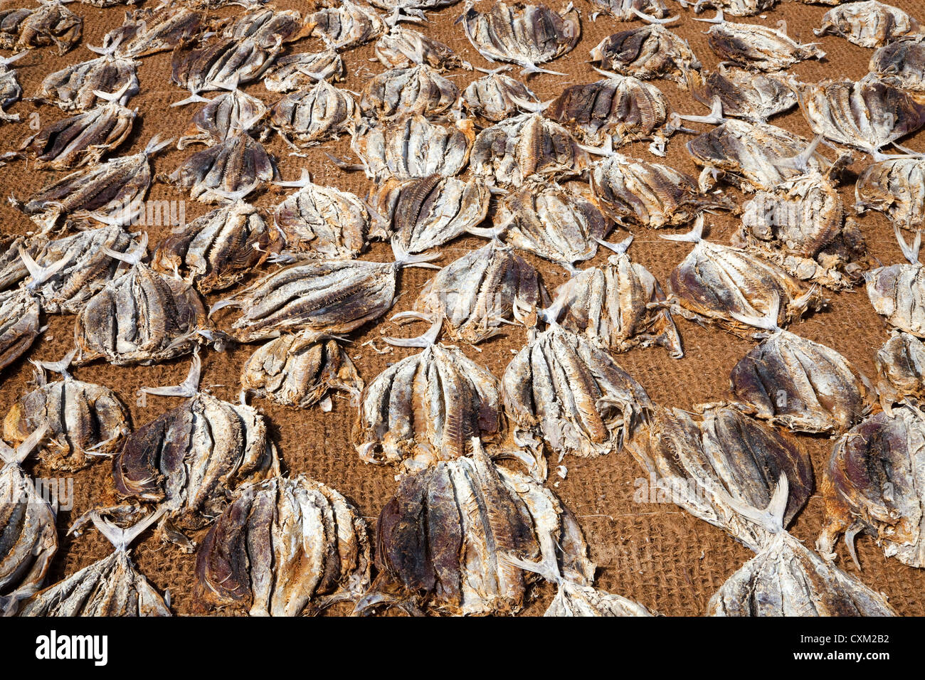 Fish drying on matting at Negombo fish market and harbour, Negombo, Sri ...