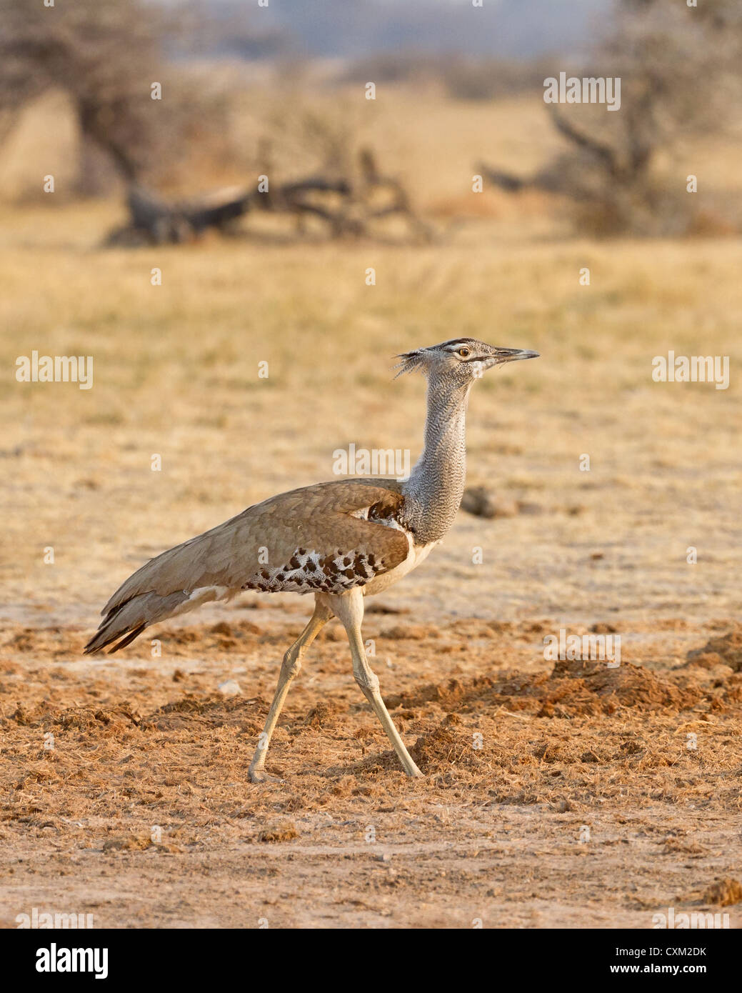 Kori bustard (Ardeotis kori) walking through dry grass, Nxai pan ...