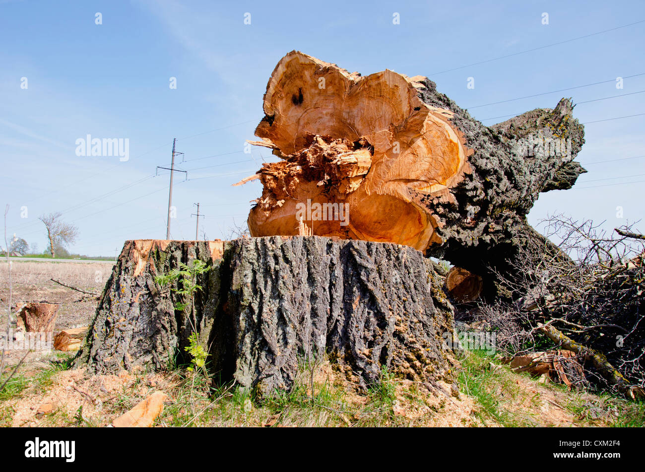 Big poplar hi-res stock photography and images - Alamy