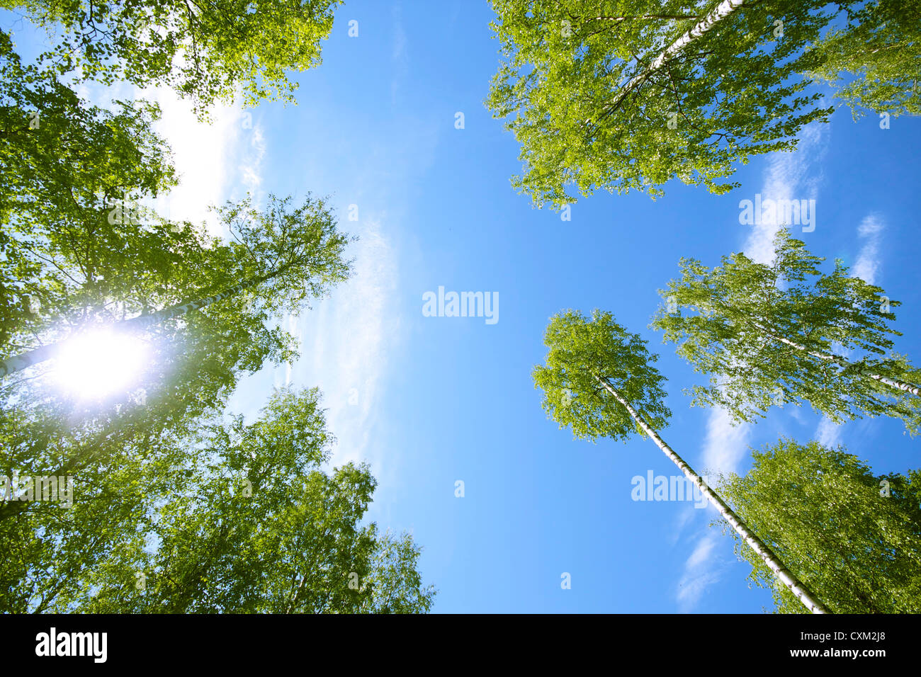 Tall trees green leaves and blue sky Stock Photo - Alamy