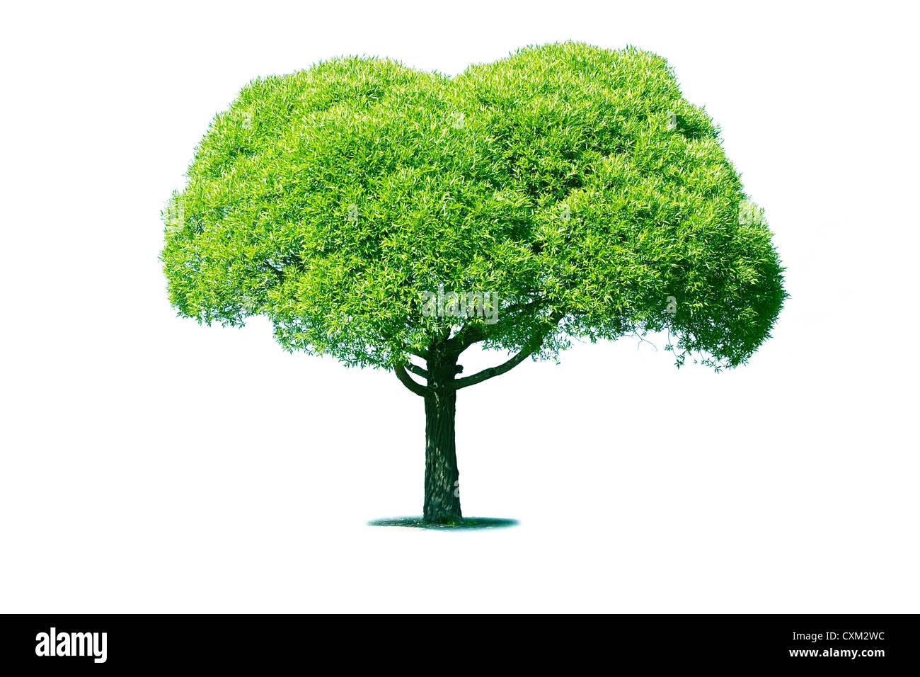 Green tree isolated on white Stock Photo - Alamy