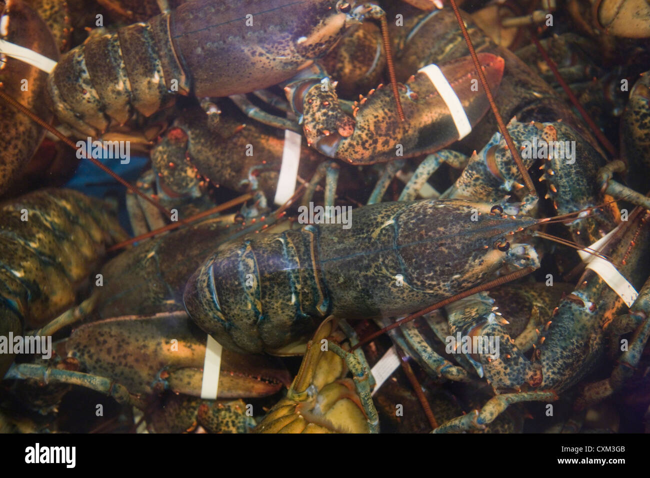 Lobster tank hi-res stock photography and images - Alamy
