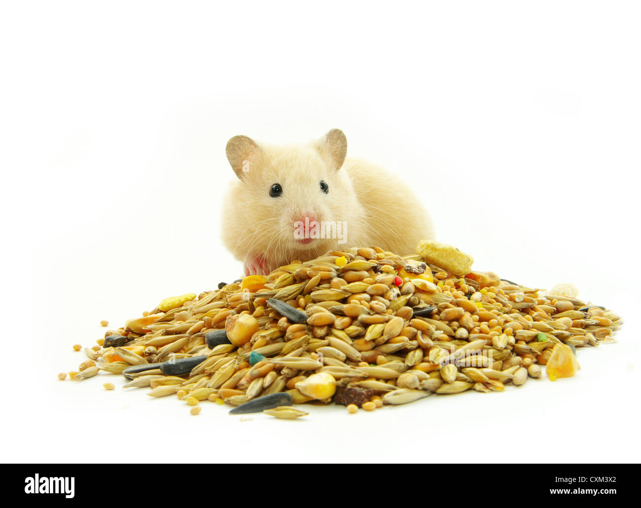 Hamster in front of a white background Stock Photo - Alamy
