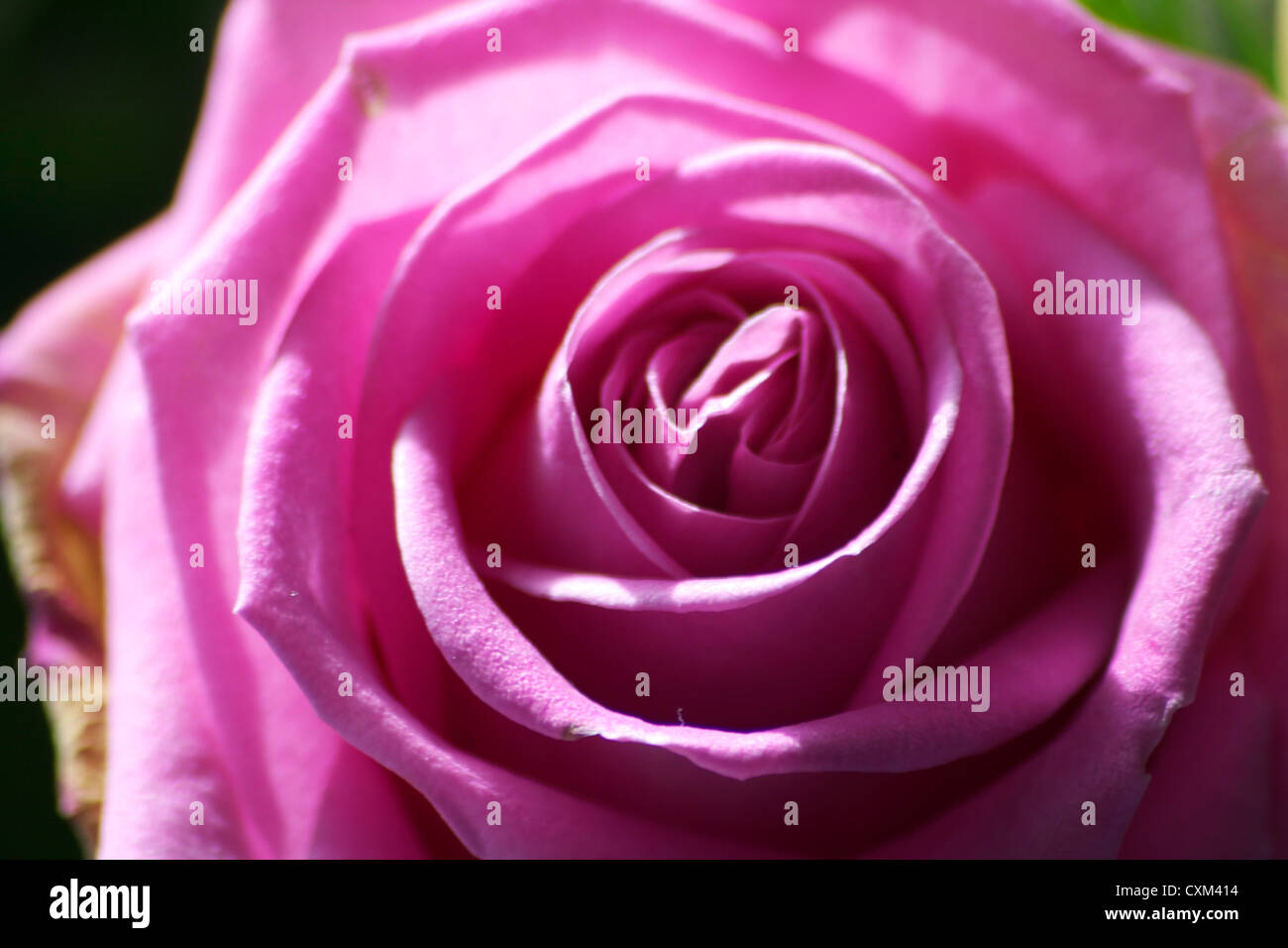 Beautiful closeup of macro pink rose Stock Photo - Alamy