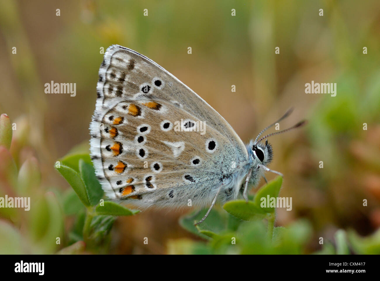 Male Adonis Blue butterfly (Polyommatus bellargus) in the Pyrenees ...