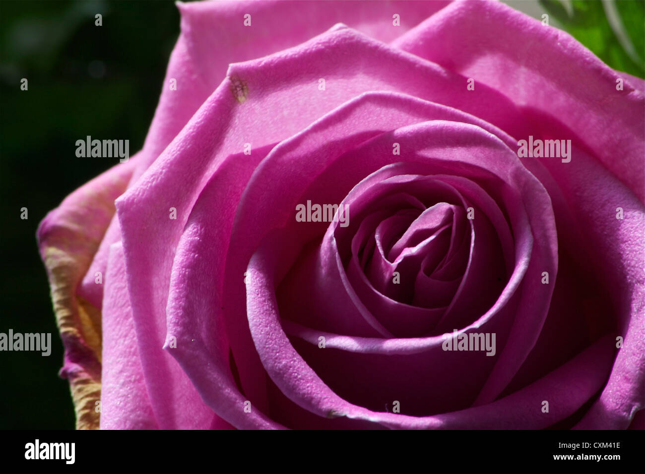 Closeup rose photo Stock Photo - Alamy