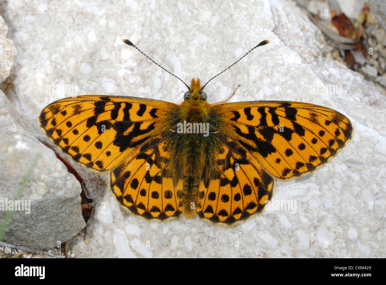 Pearl bordered fritillary hi-res stock photography and images - Alamy