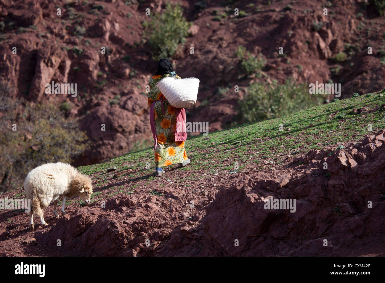 Moroccan sheep hi-res stock photography and images - Alamy