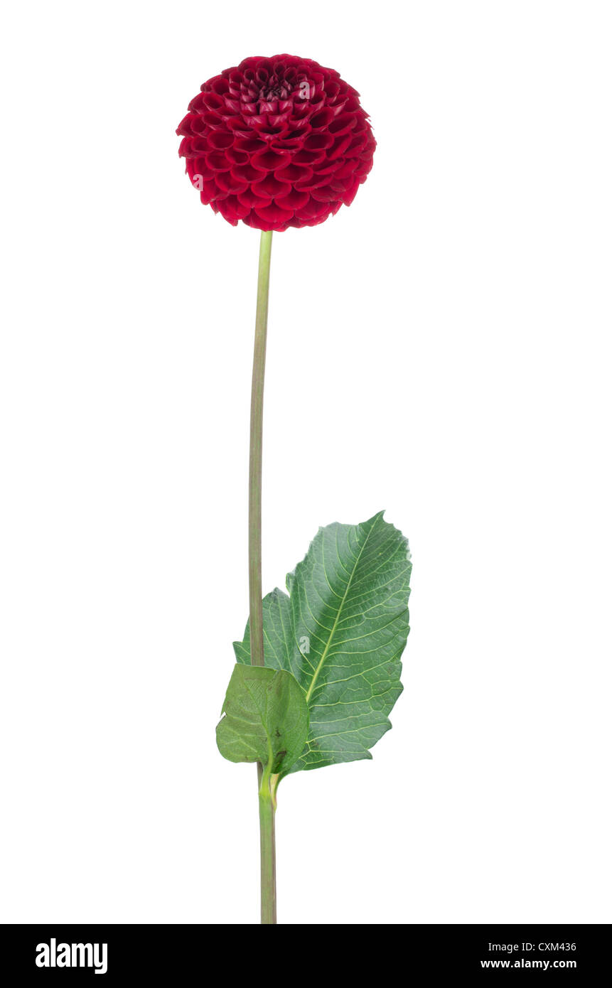 Dahlia single flower on Cut Out Stock Images & Pictures - Alamy