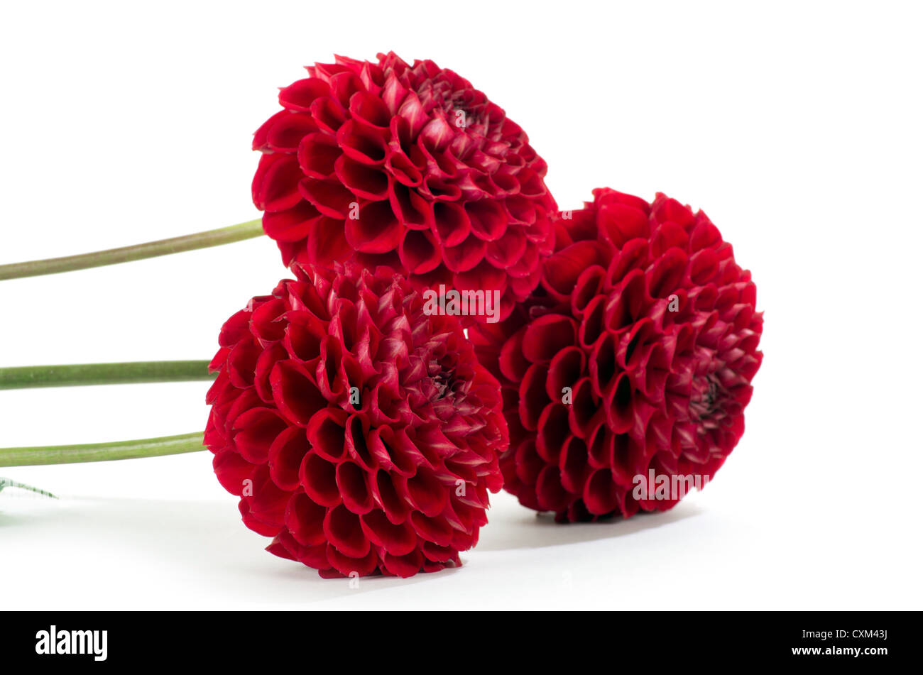 Dahlia single flower on Cut Out Stock Images & Pictures - Alamy