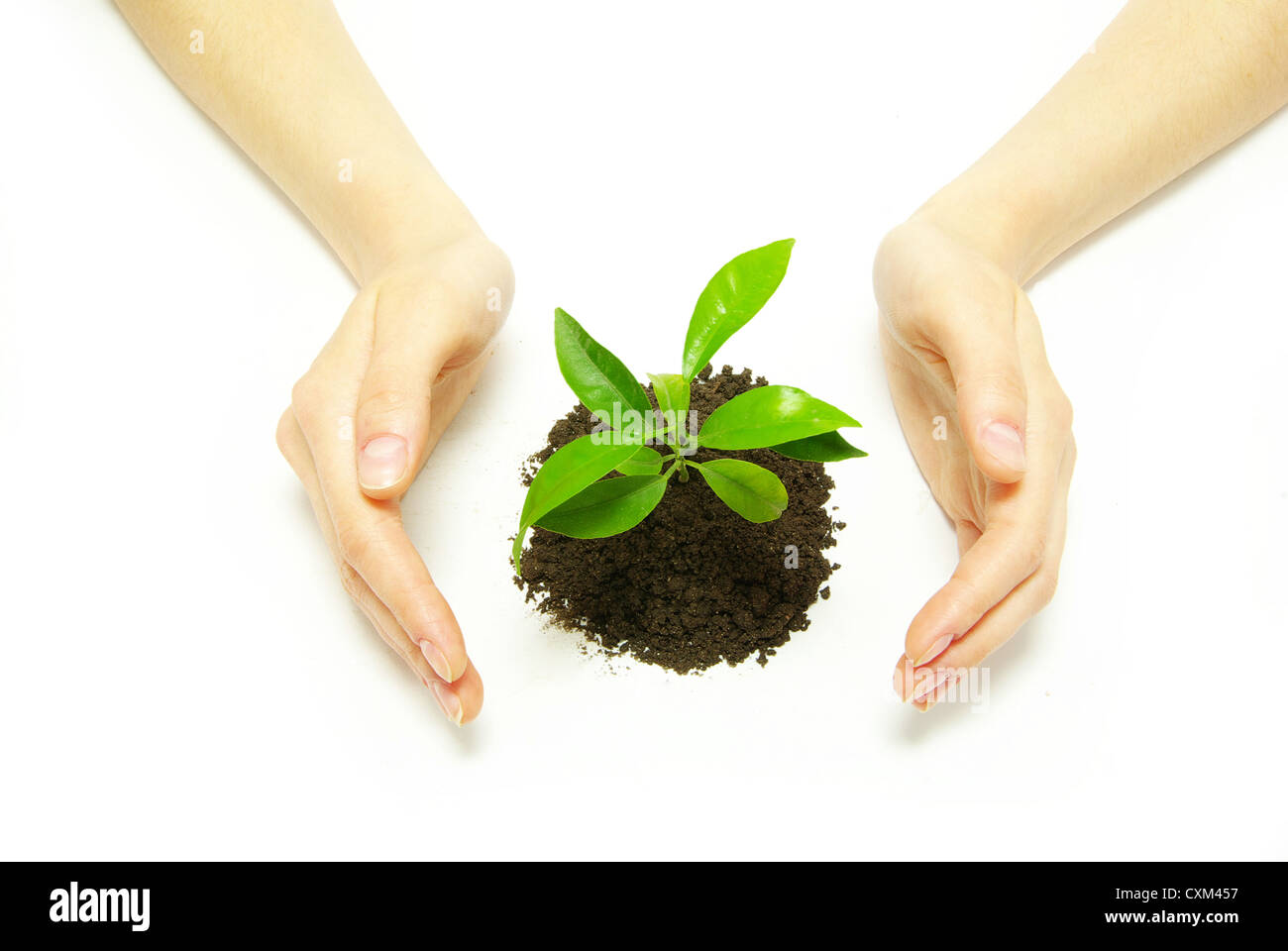 Hands holding sapling in soil on white Stock Photo - Alamy