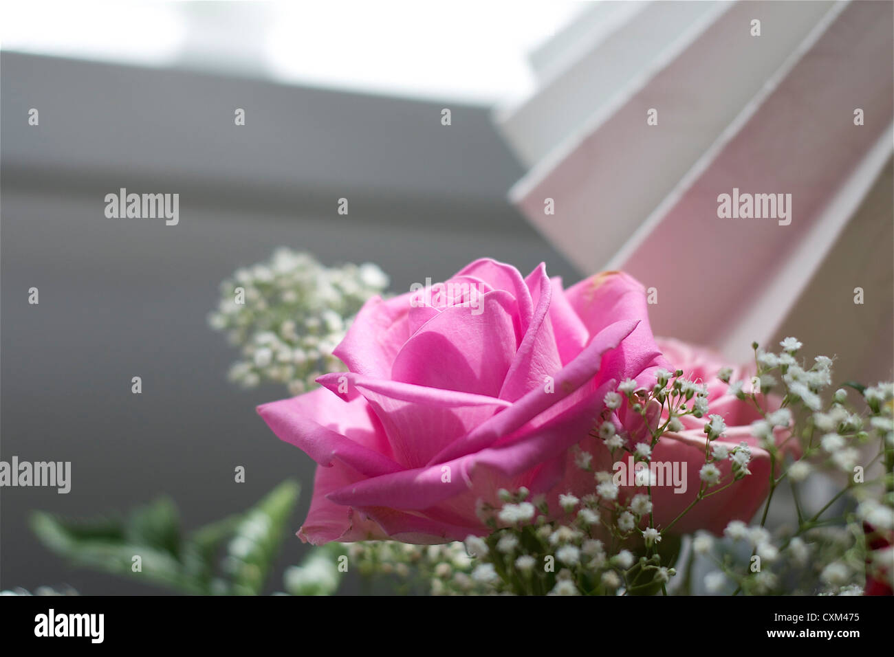 Beautiful lonely pink rose in front of the window Stock Photo - Alamy