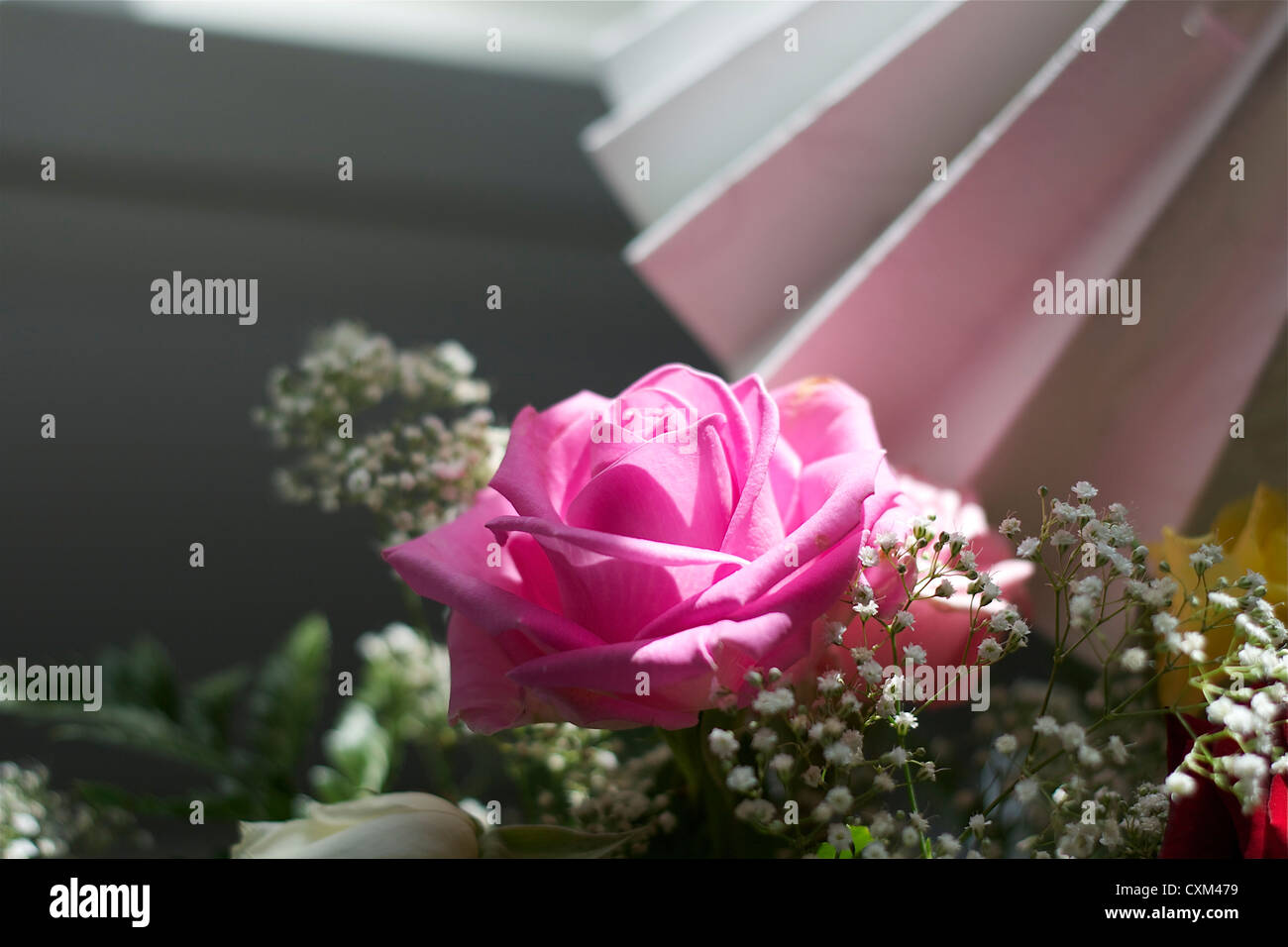 Rose in sunshine hi-res stock photography and images - Alamy
