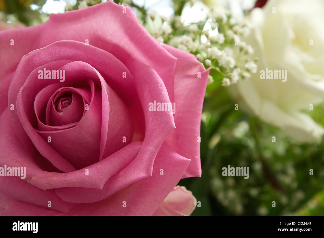Beautiful pink rose close-up photo Stock Photo - Alamy
