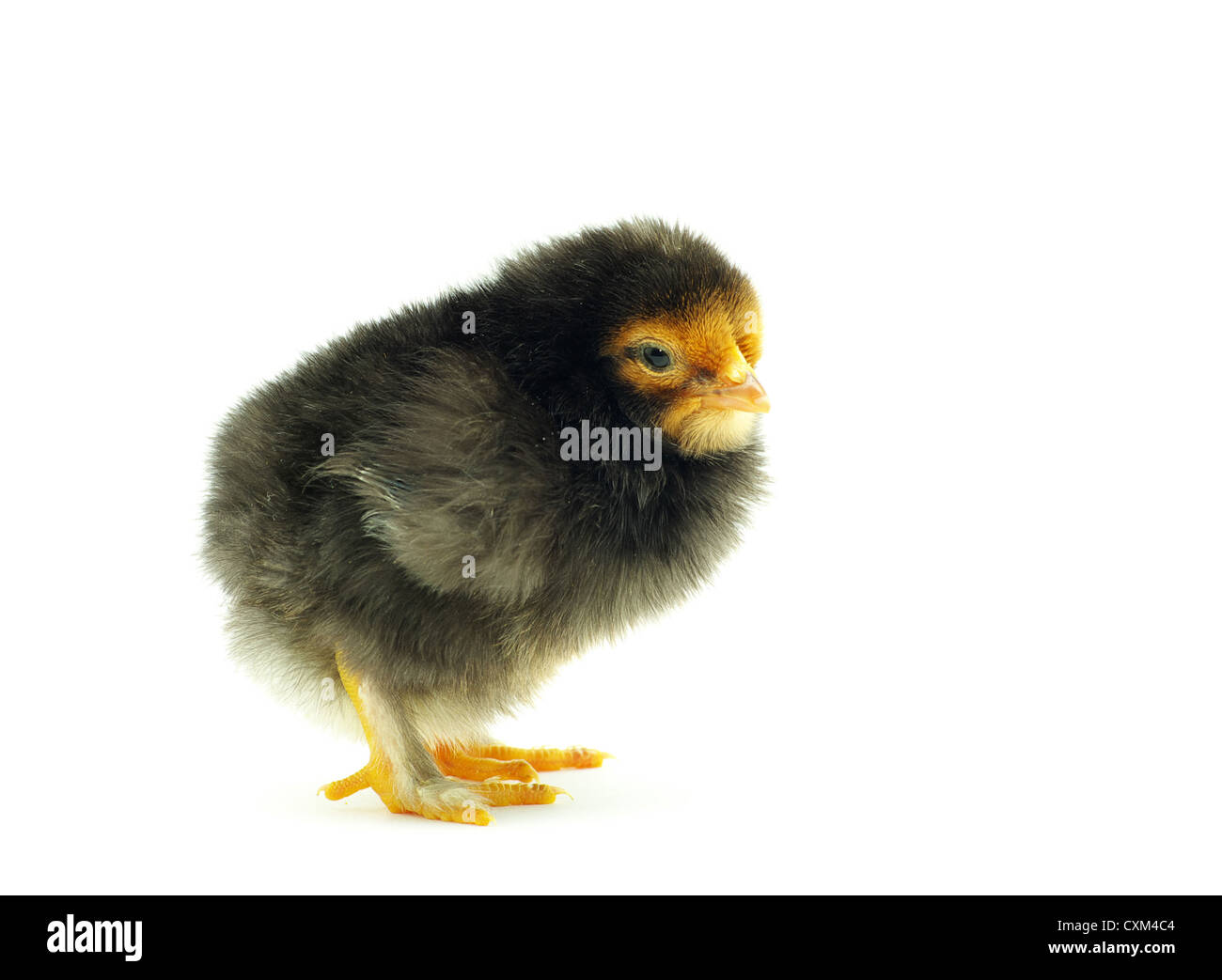 Cute little baby chicken isolated on white background Stock Photo - Alamy