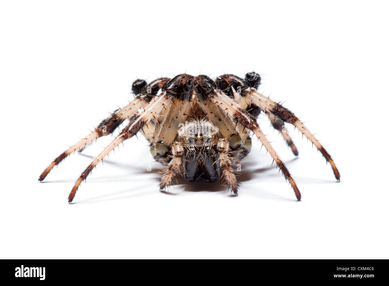 spider on a white background Stock Photo - Alamy