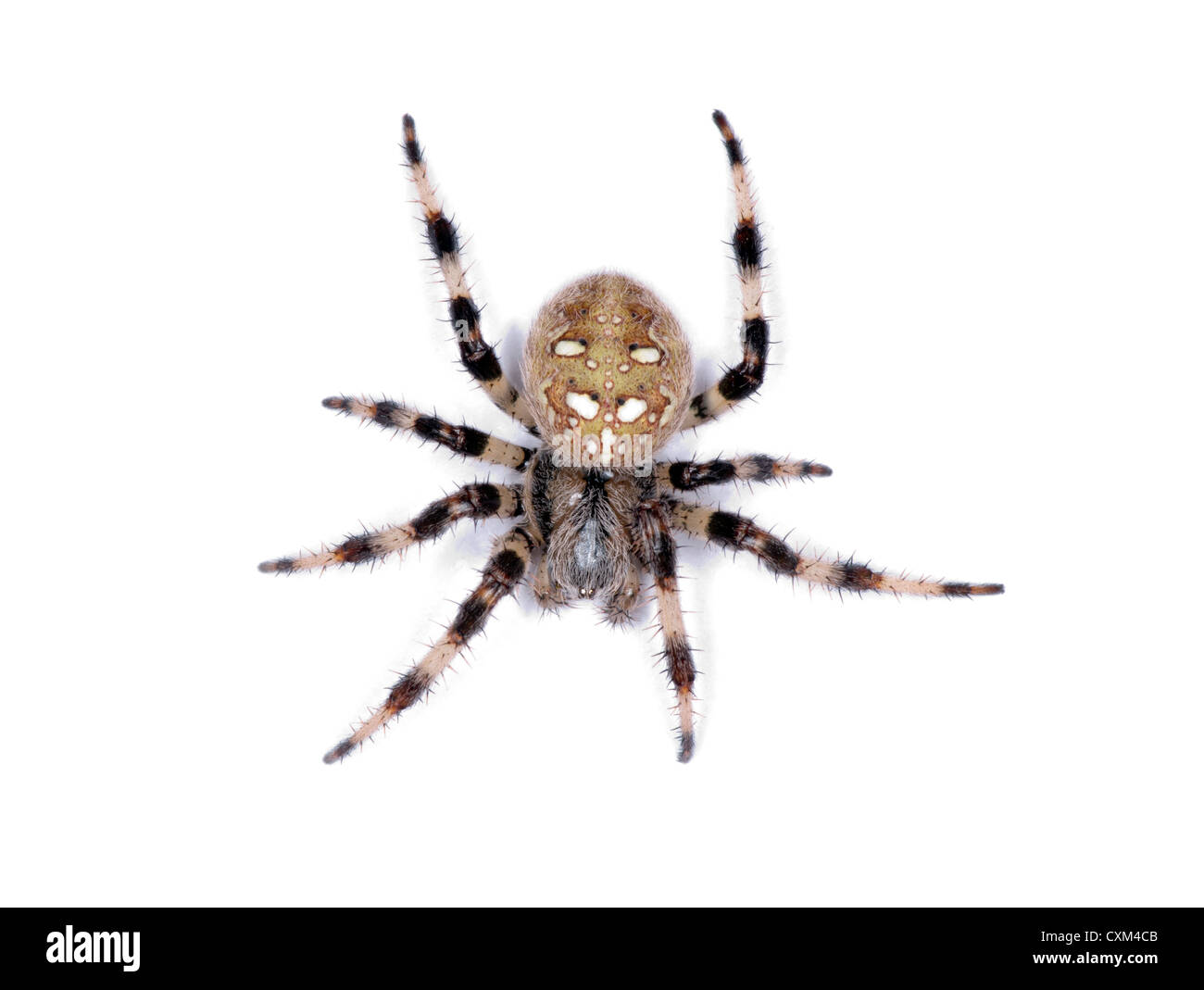 Black spider on spooky Cut Out Stock Images & Pictures - Alamy