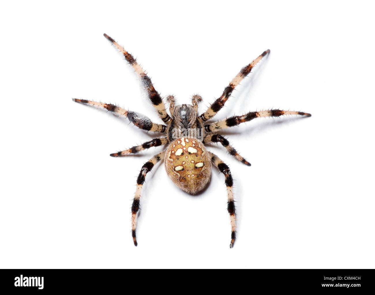 spider on a white background Stock Photo - Alamy