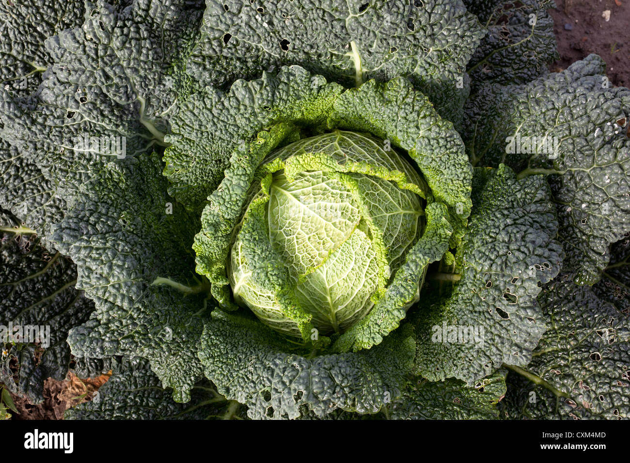 closeup of green cabbage plant in the garden Stock Photo - Alamy
