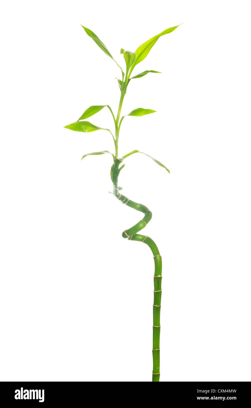 Green bamboo Cut Out Stock Images & Pictures - Alamy