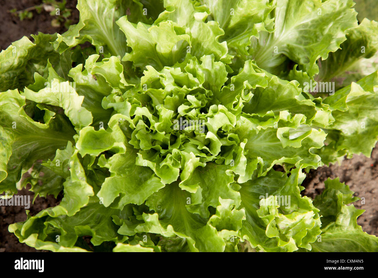 Endive hi-res stock photography and images - Alamy