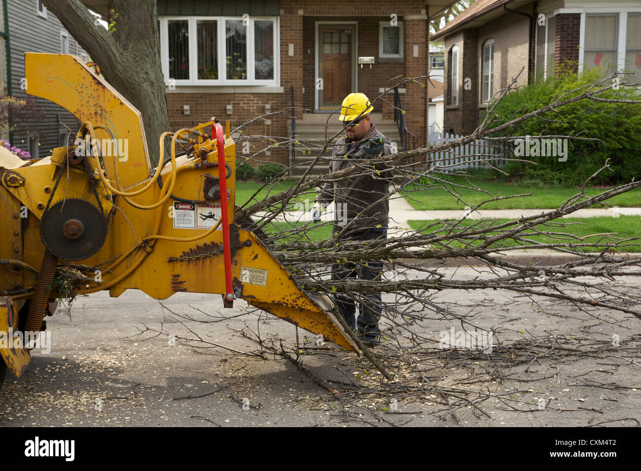 Workers remove a white ash tree killed by emerald ash borer infestation ...