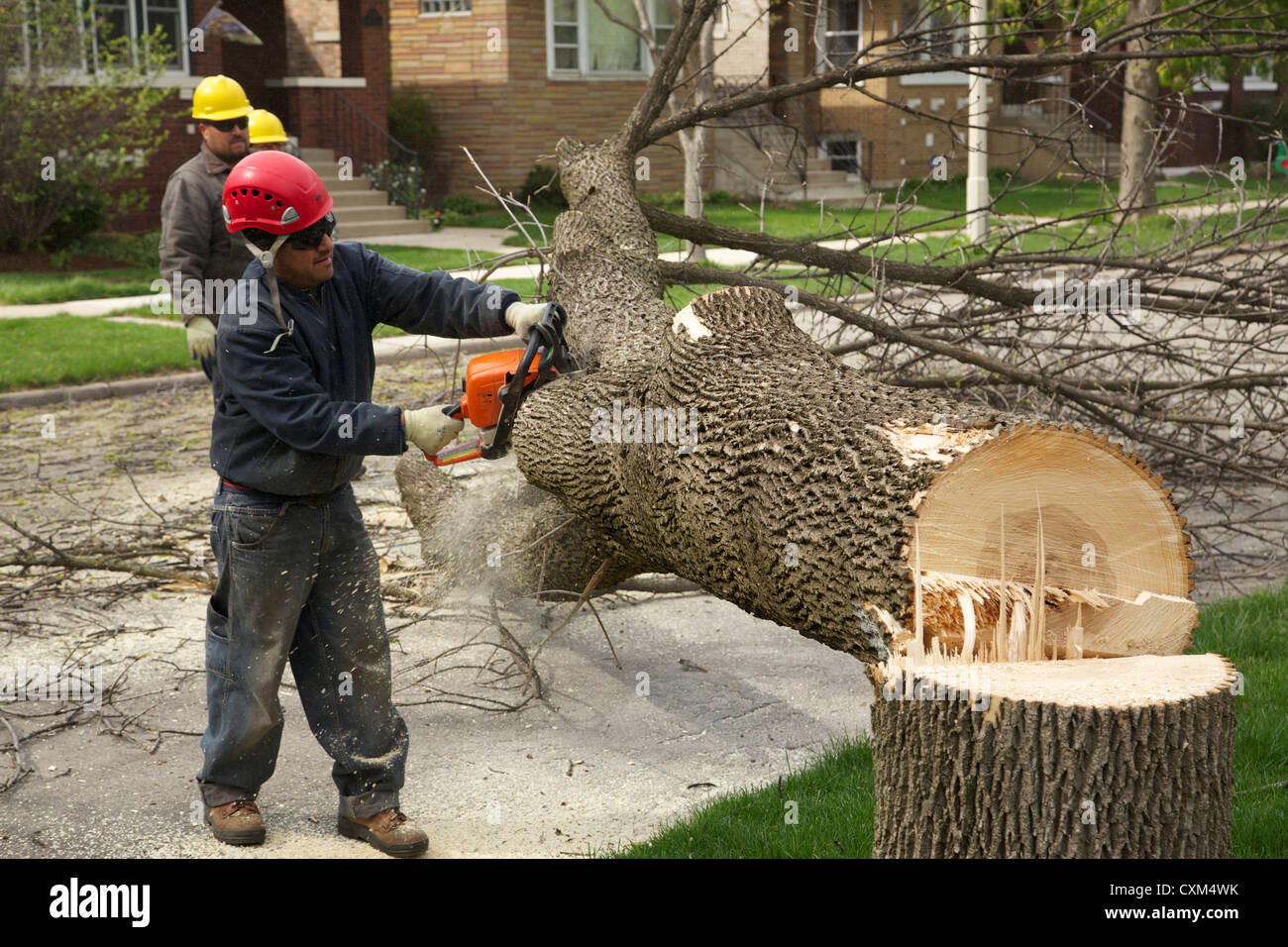 Workers remove a white ash tree killed by emerald ash borer infestation ...
