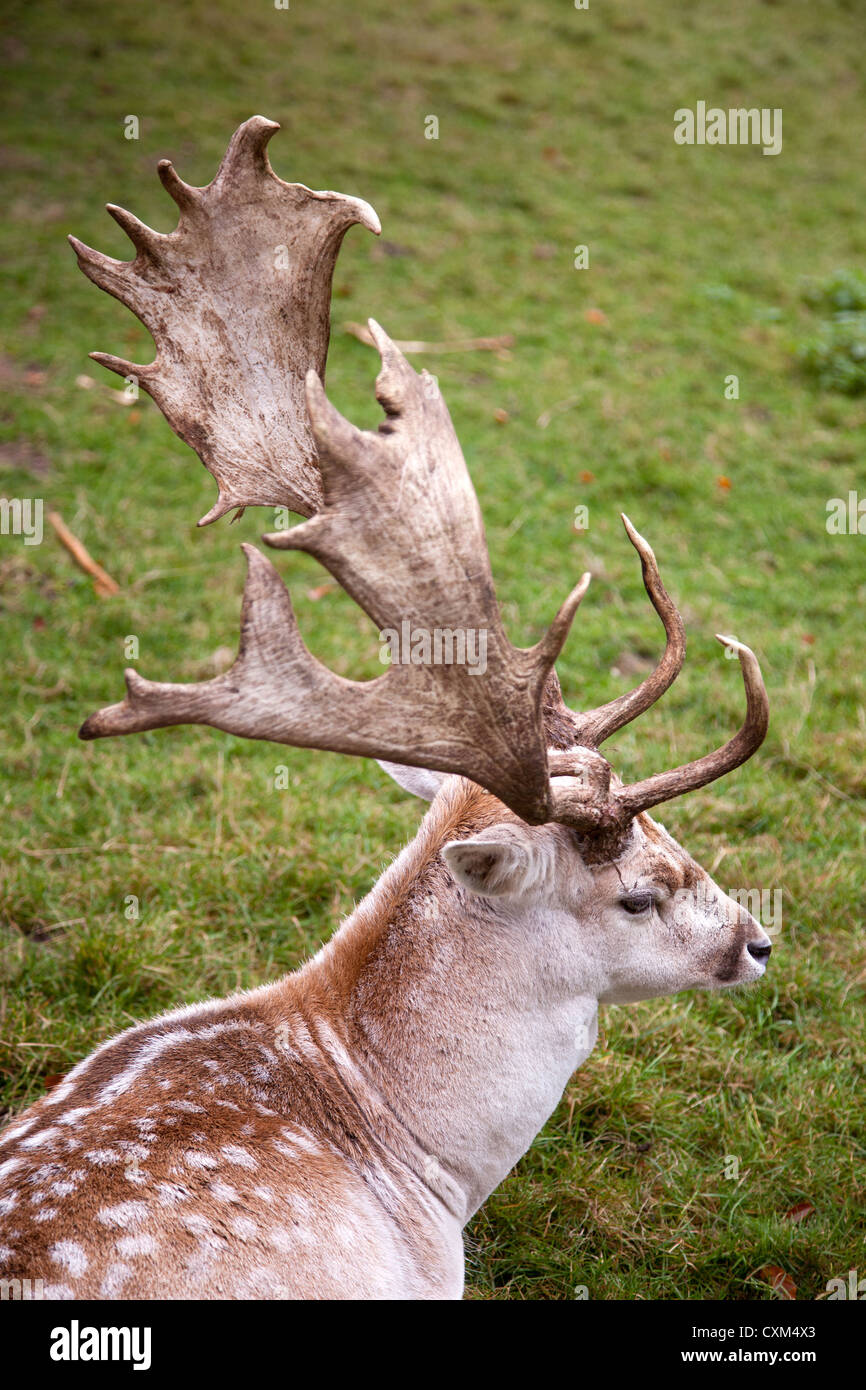 male fallow deer lying in the grass Stock Photo - Alamy