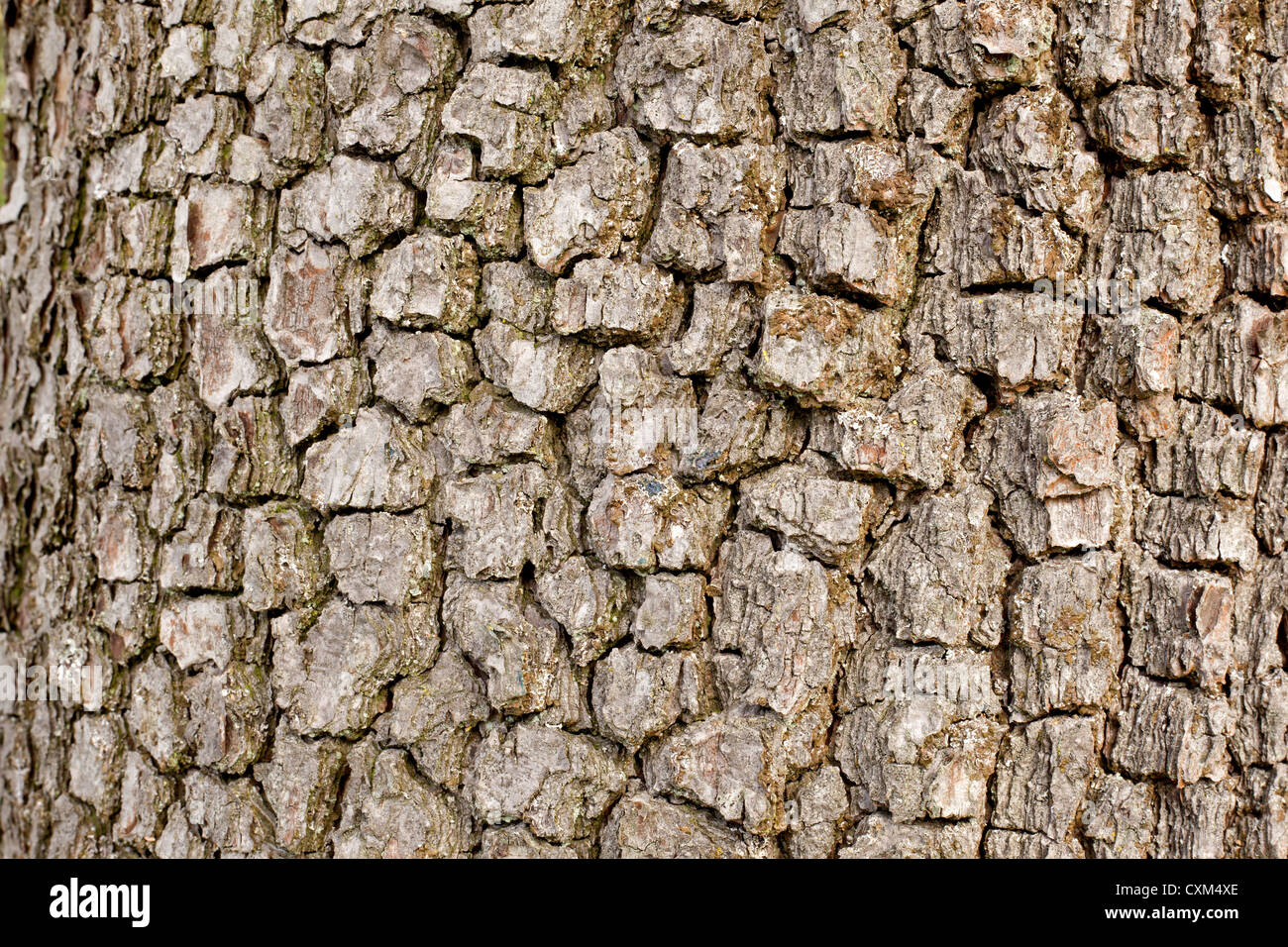 bark of old apple tree in closeup Stock Photo - Alamy