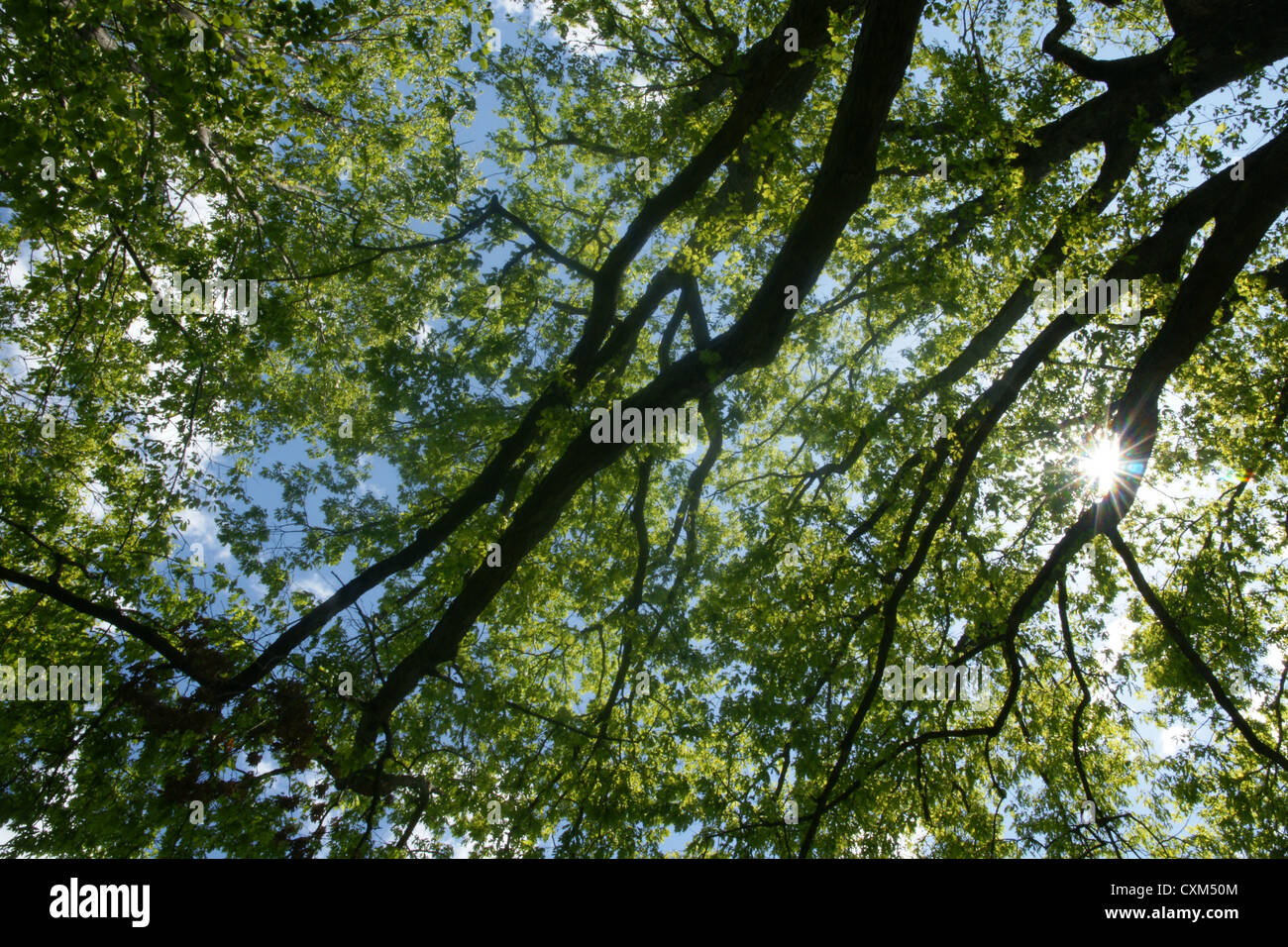 Sun light shining through the branches and leaves of a an Oak Tree ...